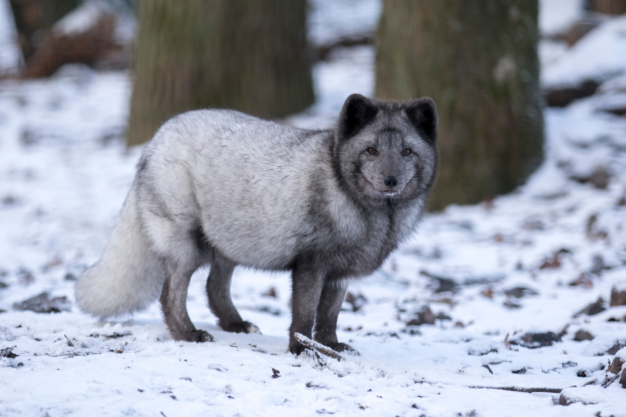 Les animaux en hiver | Parc Animalier Sainte-Croix