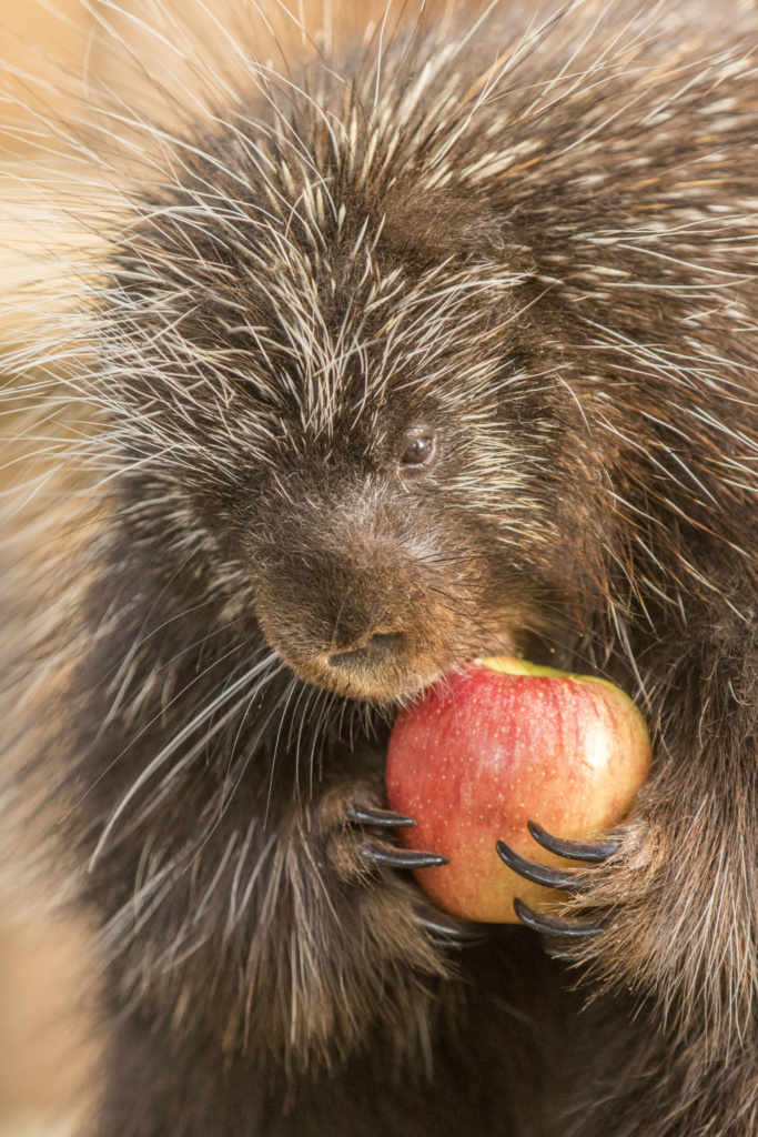 Porc-épic américain | Parc Animalier Sainte-Croix