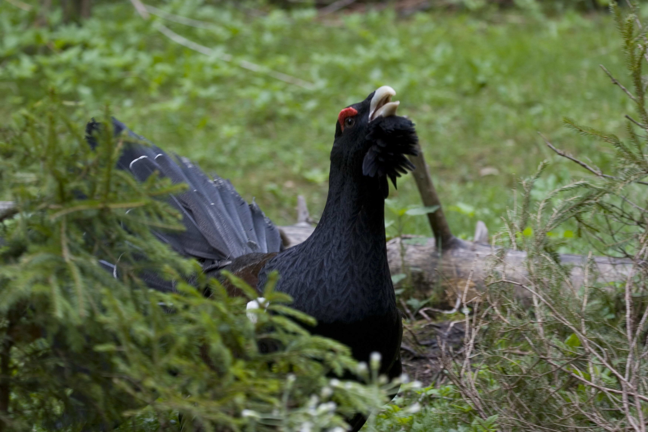Est ce que le Grand Tétras est une espèce menacée ? | Parc Animalier ...