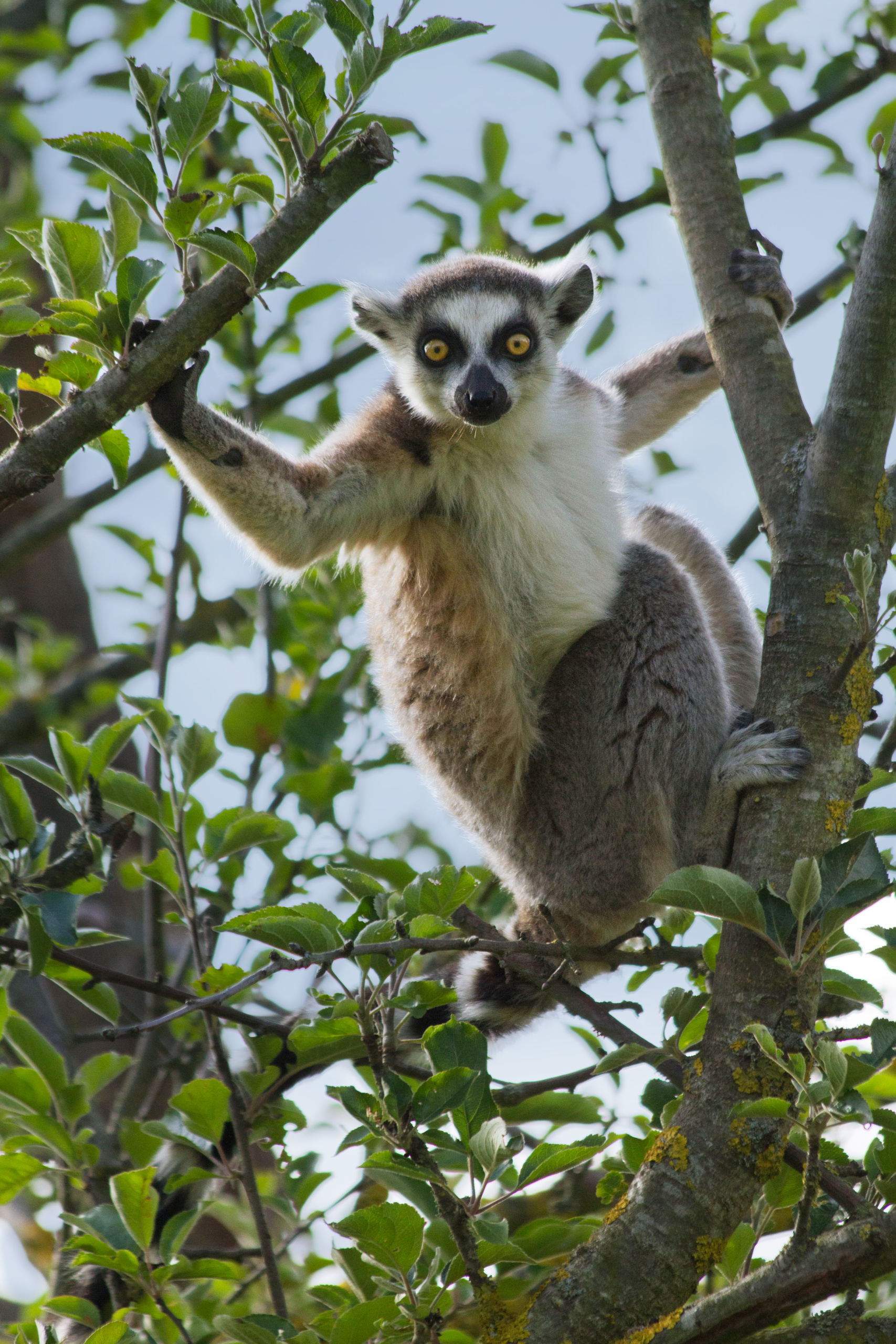 Lémurien Maki-Catta | Parc Animalier Sainte-Croix