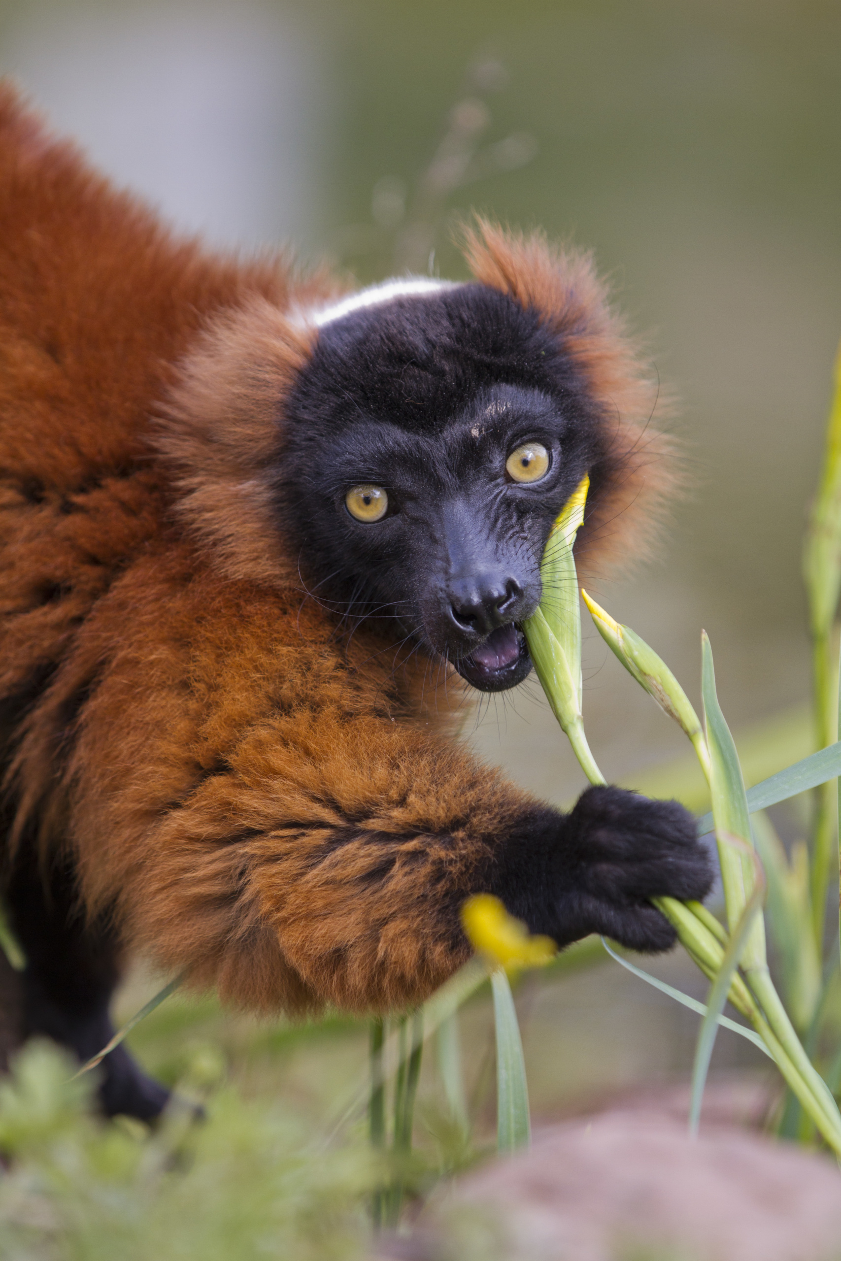 Vari roux | Parc Animalier Sainte-Croix