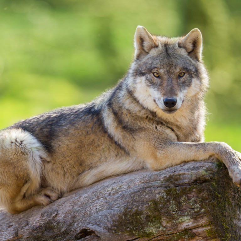 Visitez le parc à l'automne | Parc Animalier Sainte-Croix