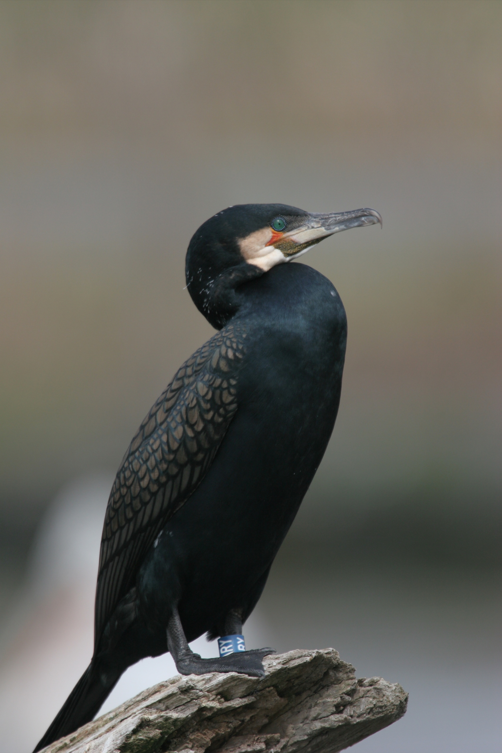 Grand Cormoran | Parc Animalier Sainte-Croix