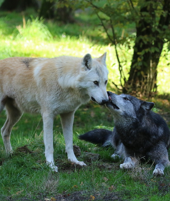 Discover the Wolves Tales | Sainte-Croix Wildlife Park