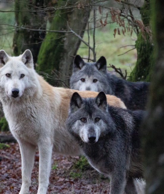 Découvrez les Histoires de loups | Parc Animalier Sainte-Croix