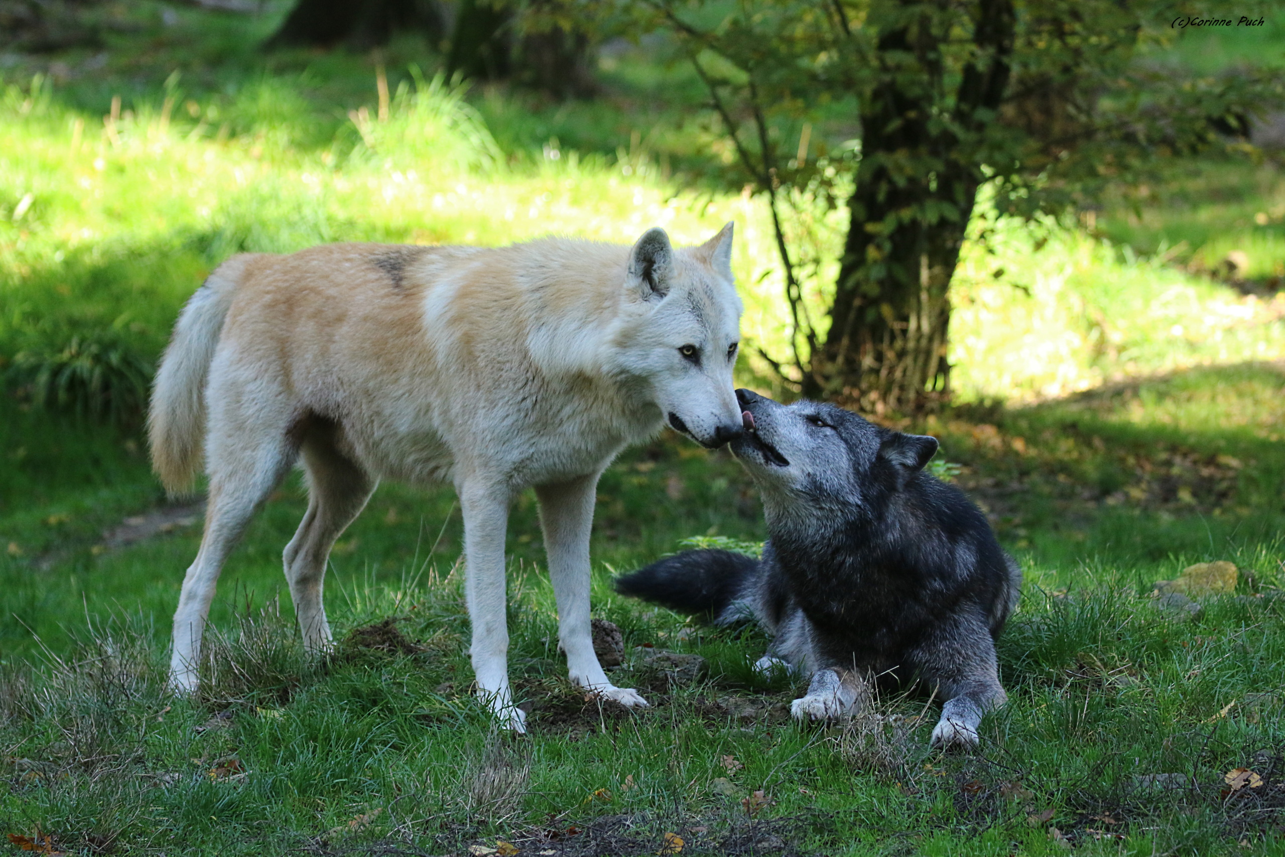 Ensemble, sauvons le loup ! | Parc Animalier Sainte-Croix