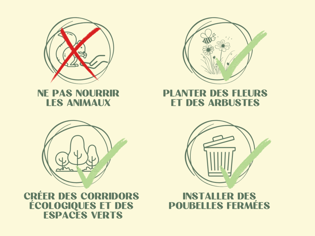 Les animaux surprenants qui vivent en ville | Parc Animalier Sainte-Croix