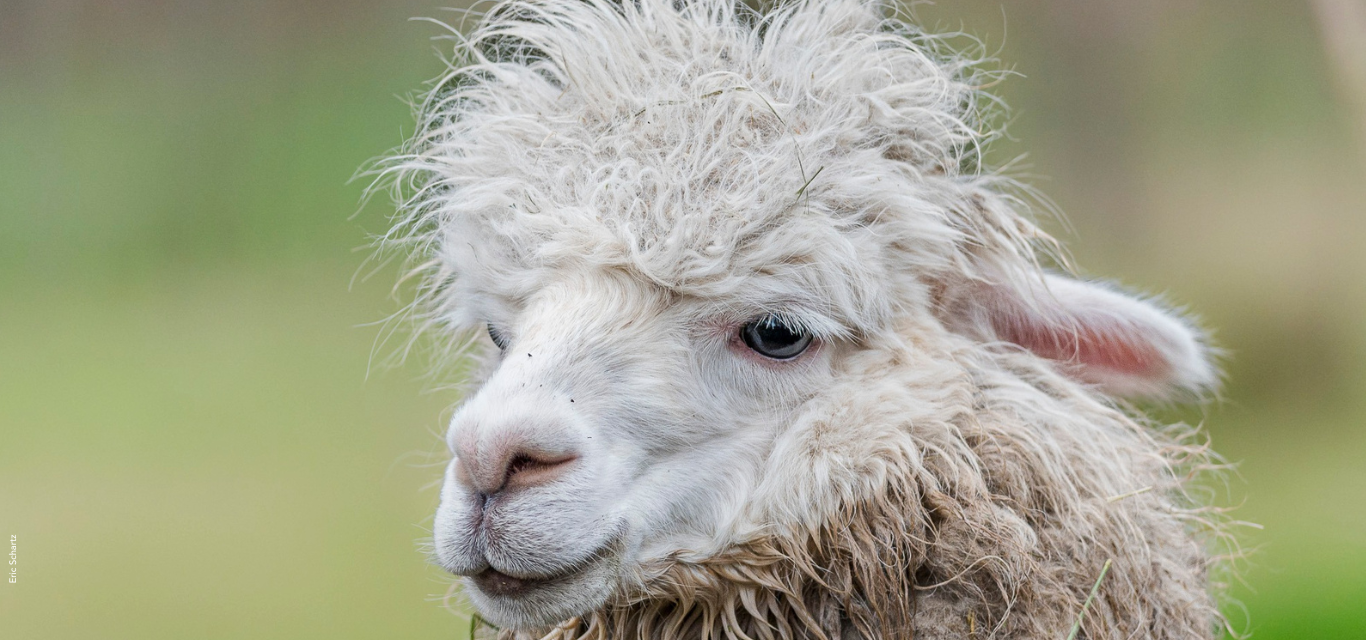 L'Alpaga : Qui est cet animal fascinant ? | Parc Animalier Sainte-Croix