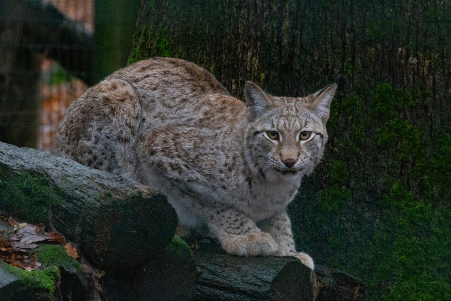 Qui est le Lynx d'Europe ? | Parc Sainte-Croix