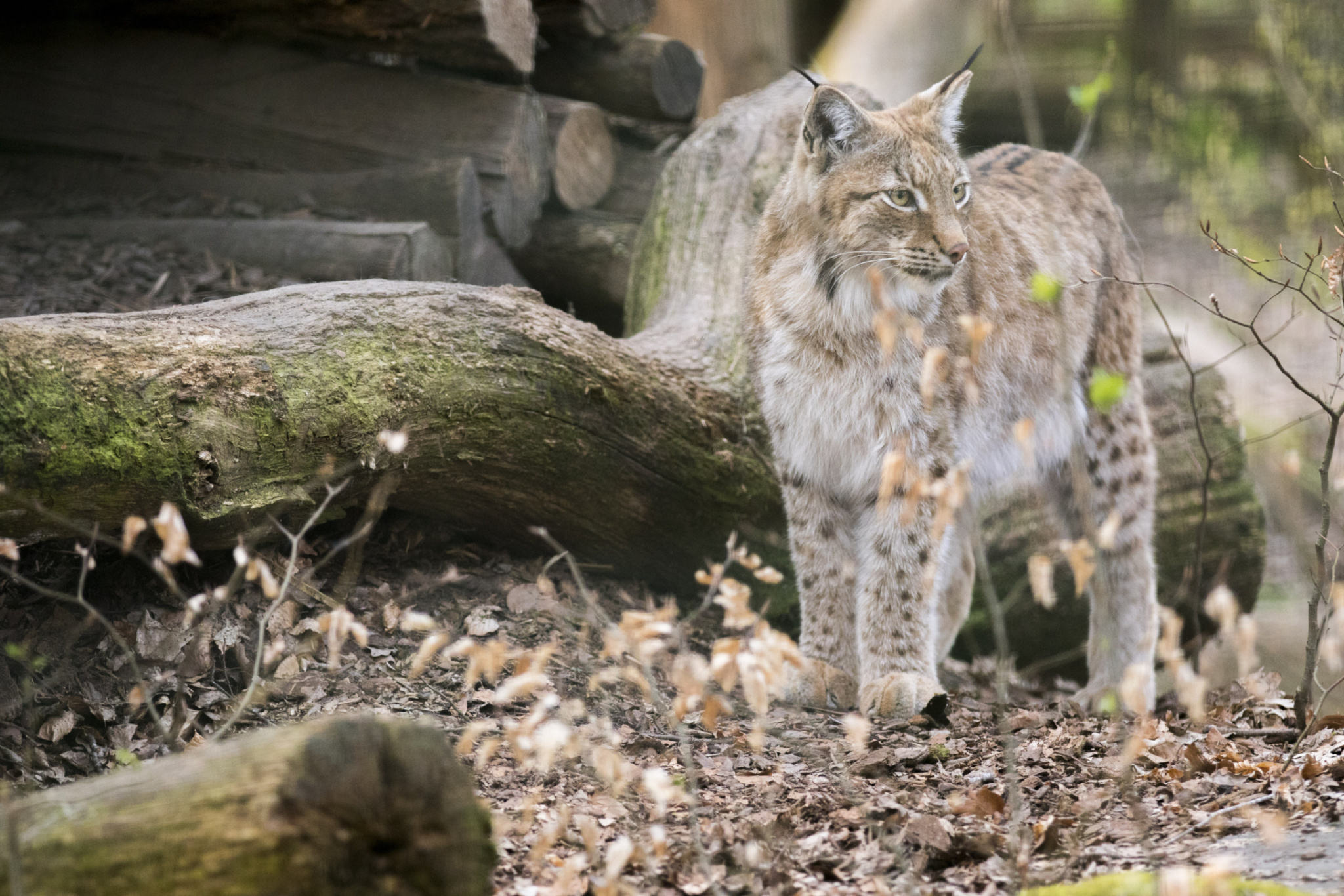 Qui est le Lynx d'Europe ? | Parc Sainte-Croix