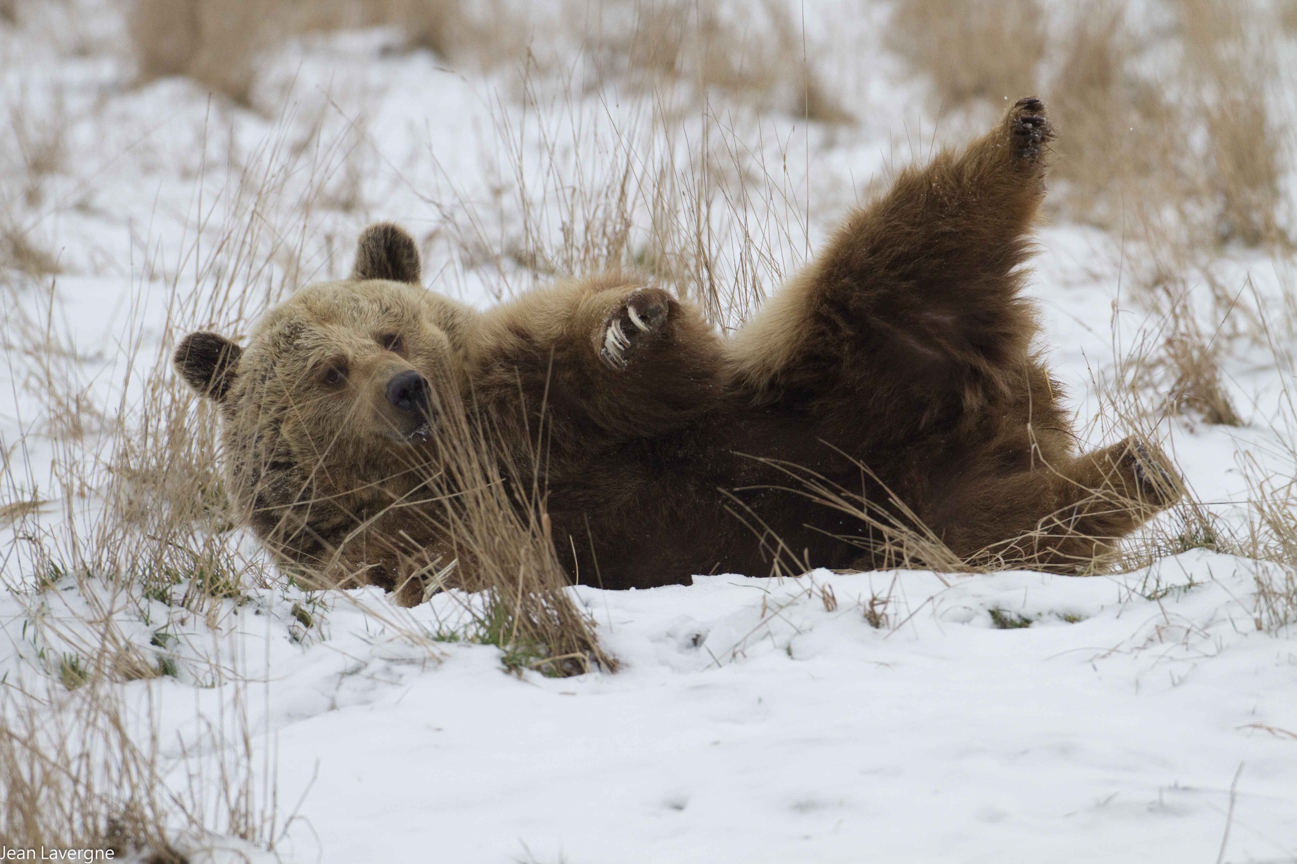 Idées reçues sur les animaux en hiver : décryptage | Parc Sainte-Croix