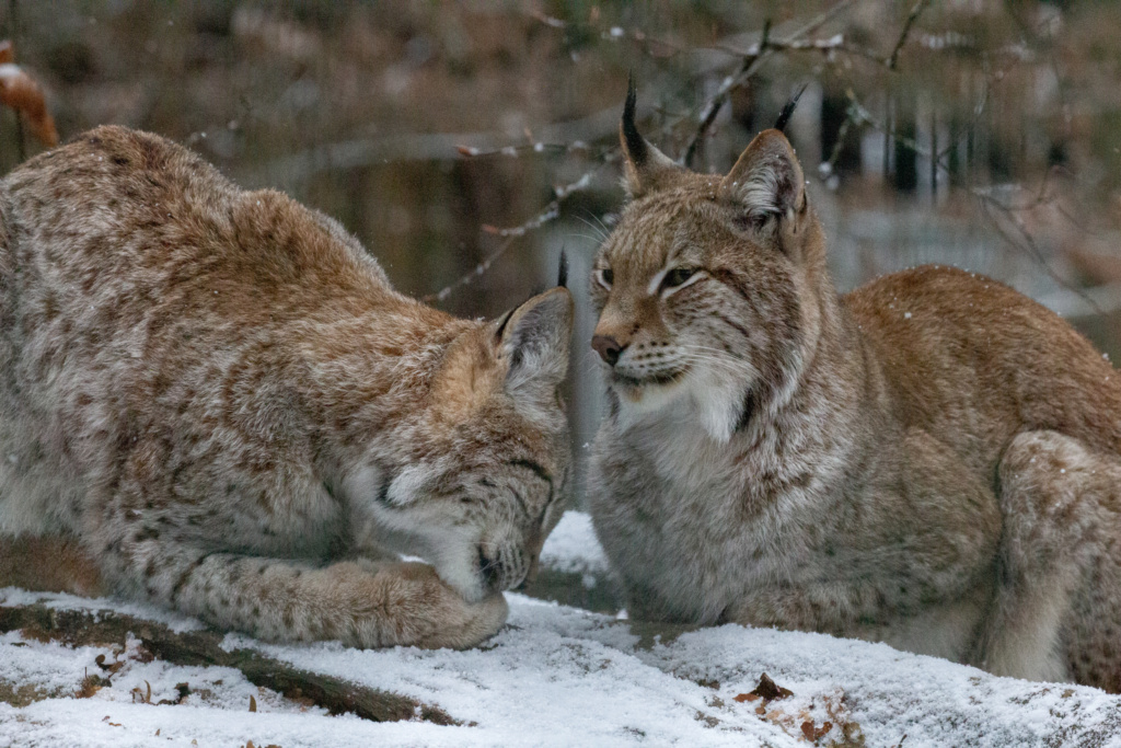 Pourquoi les animaux changent de pelage en hiver ? | Parc Sainte-Croix